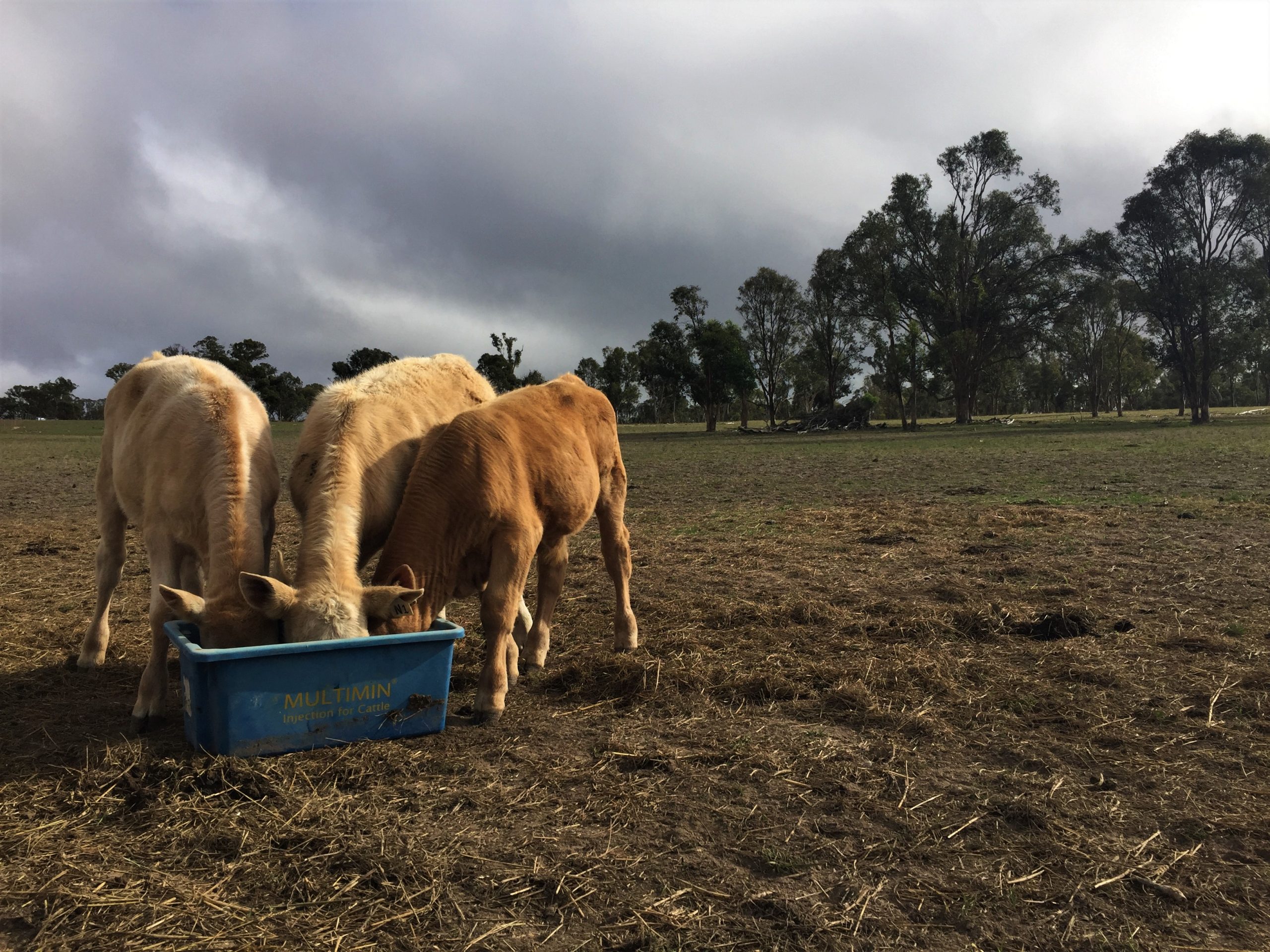 FAQs - Good Life Beef - Happy Beef From our Paddock to Your Plate