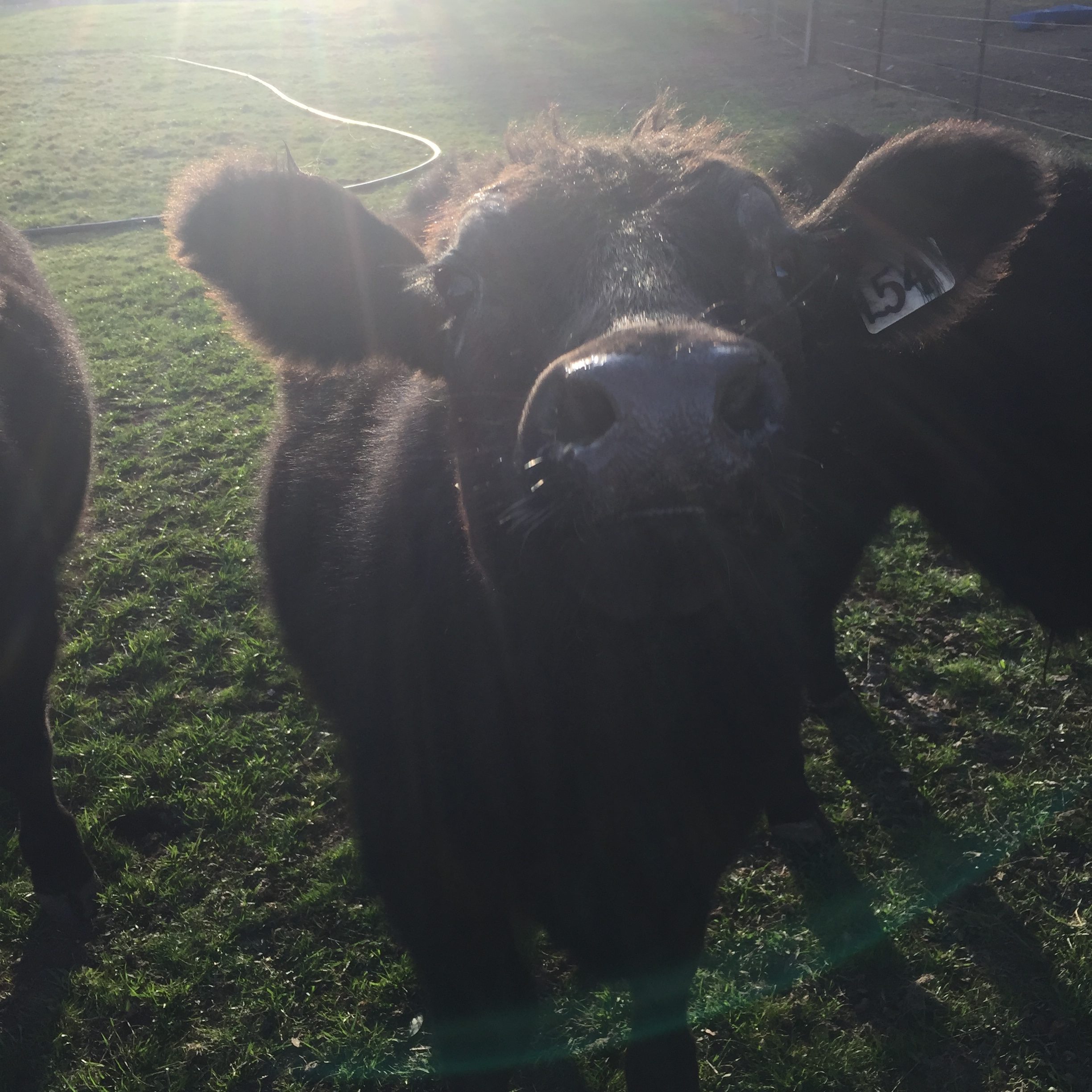 Contact - Good Life Beef - Happy Beef from Our Paddock to Your Plate